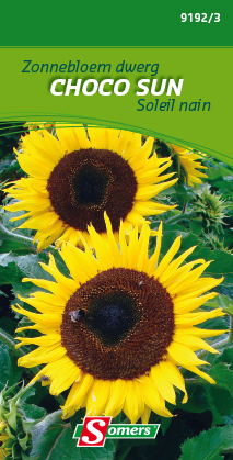 Zonnebloem Annuus Choco Sun