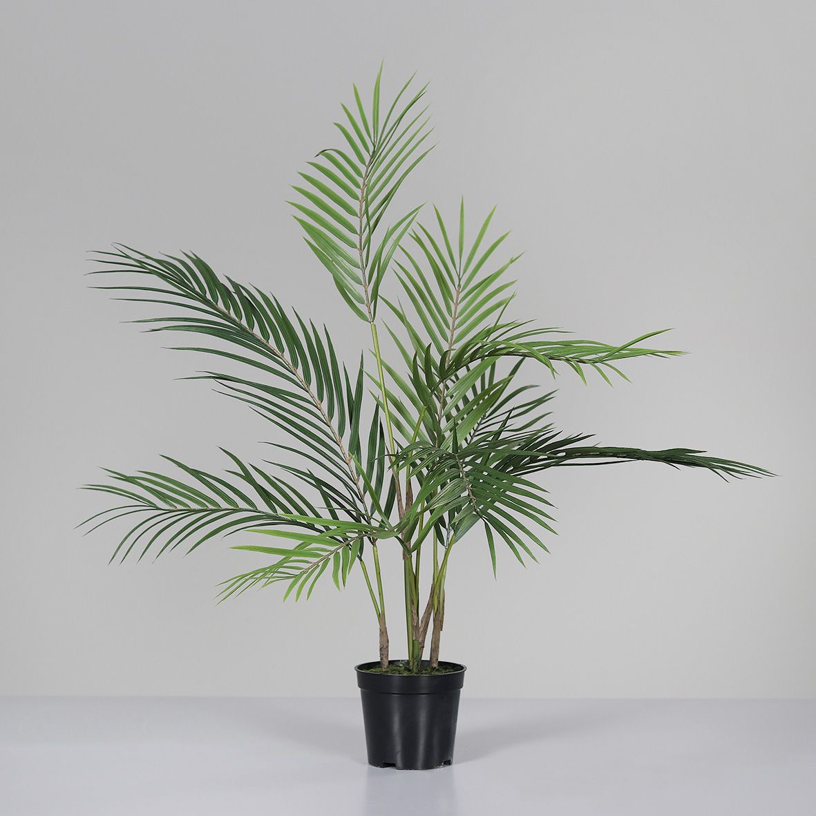 Chico Palm in Pot 75cm