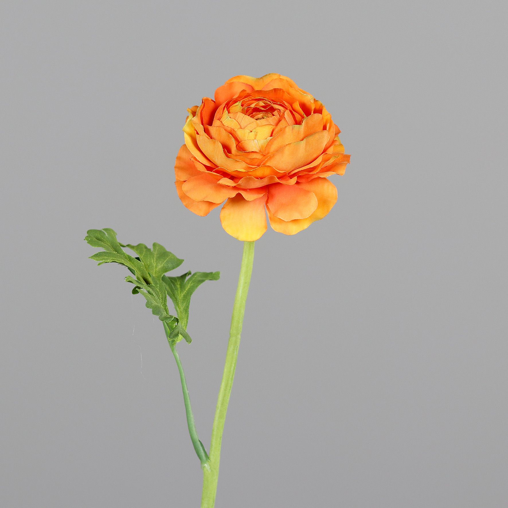 Ranonkel Oranje 44 cm