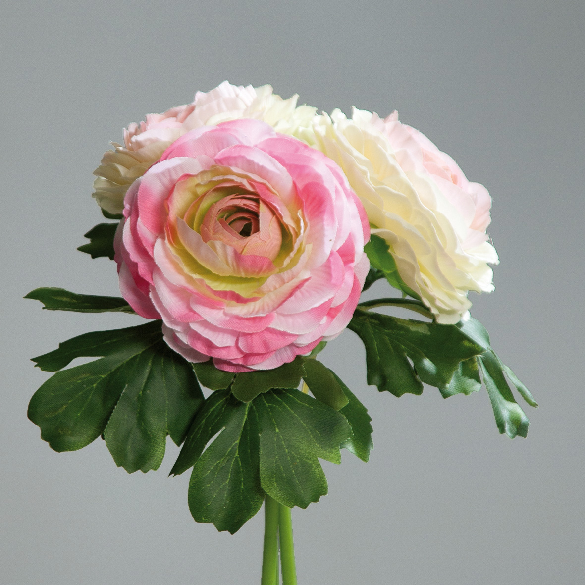 Bundel Ranonkels Creme/Roze 20cm 3 stuks