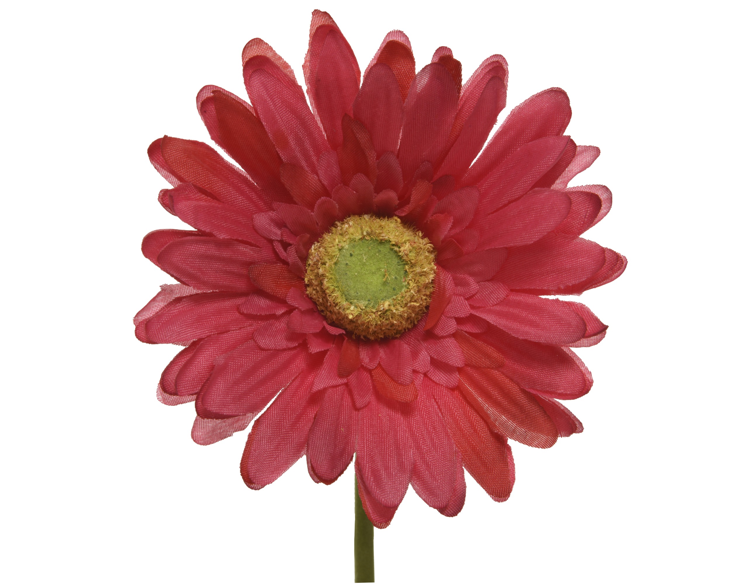 Gerbera Fuchsia 50cm | 8711277139936